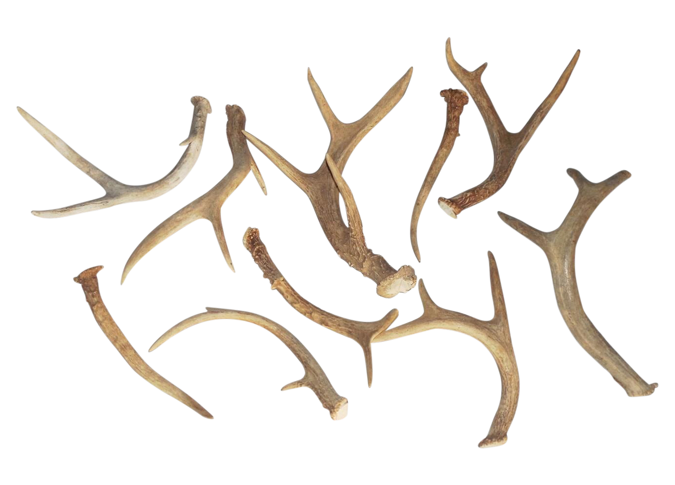 Natural Deer Antlers - Set of 10 | Chairish