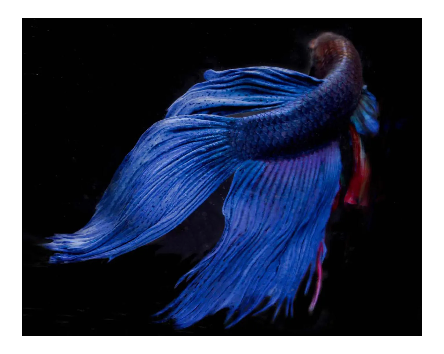 Blue "Beta 7" Photograph | Chairish