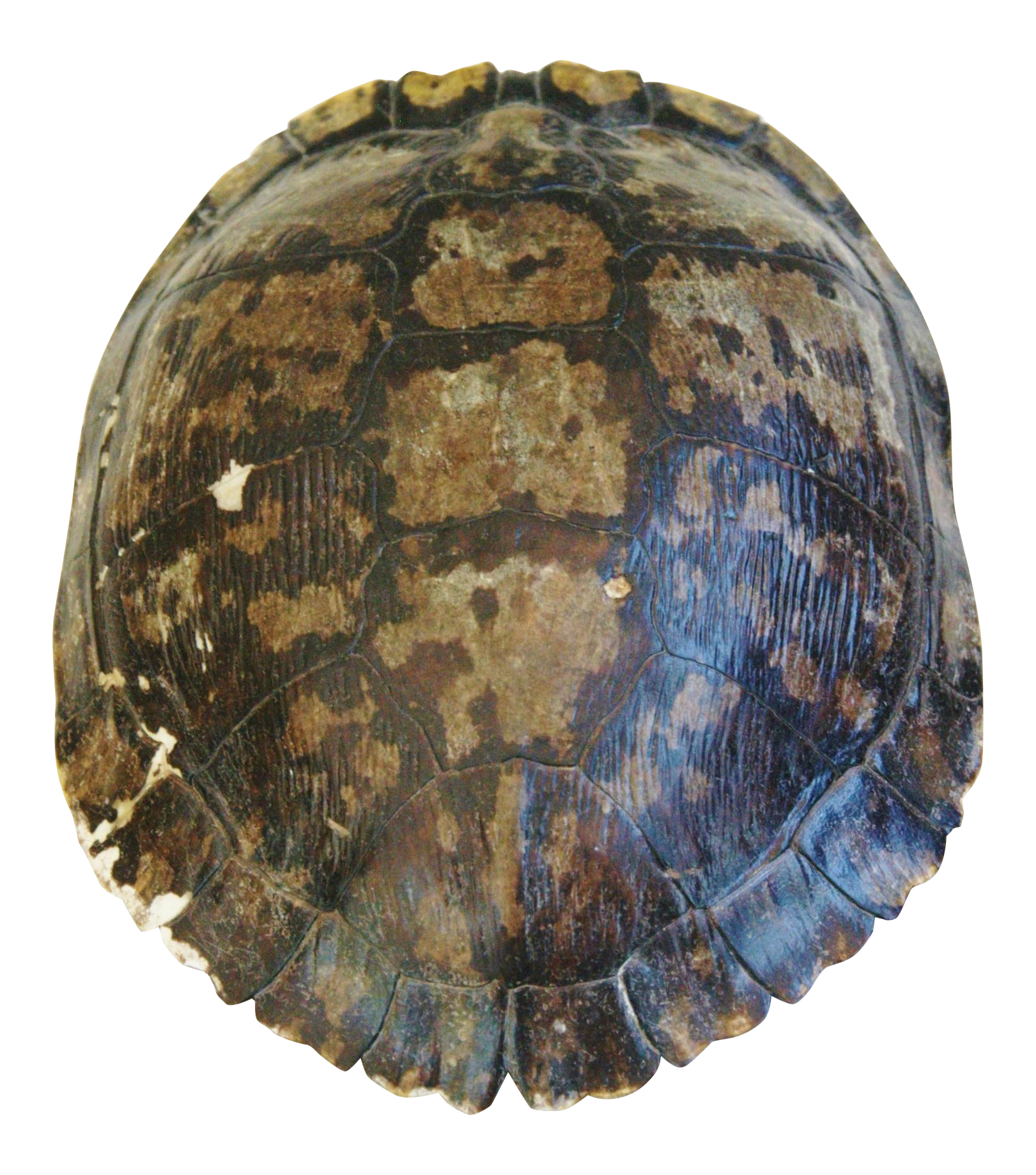 Natural Tortoise Shell | Chairish