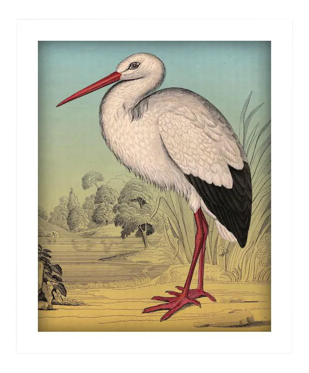 Antique 'Standing Stork' Archival Print | Chairish