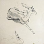 George Baer Gazelle Pencil Study Drawing | Chairish