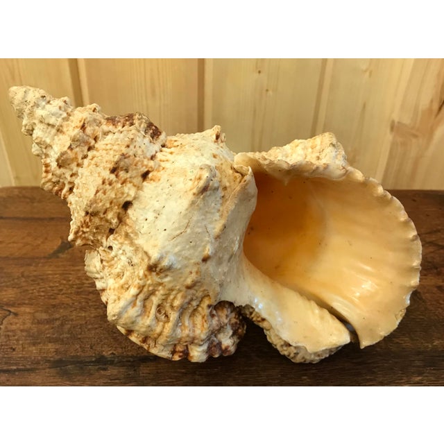 Natural Conch Shell With Unusual Shape and Colors | Chairish