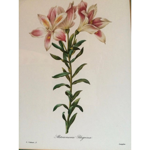 French Vintage Botanical Color Prints - Set of 3 | Chairish