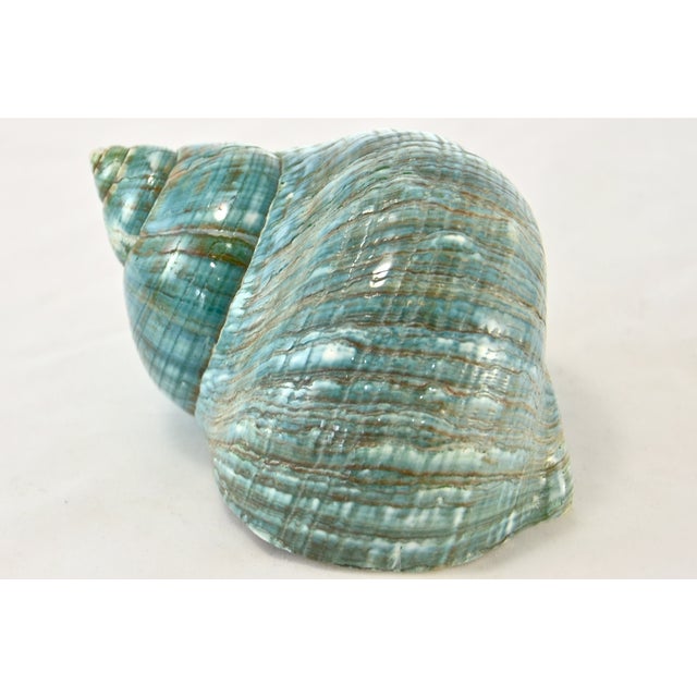 Turquoise Turbo Sea Shell | Chairish