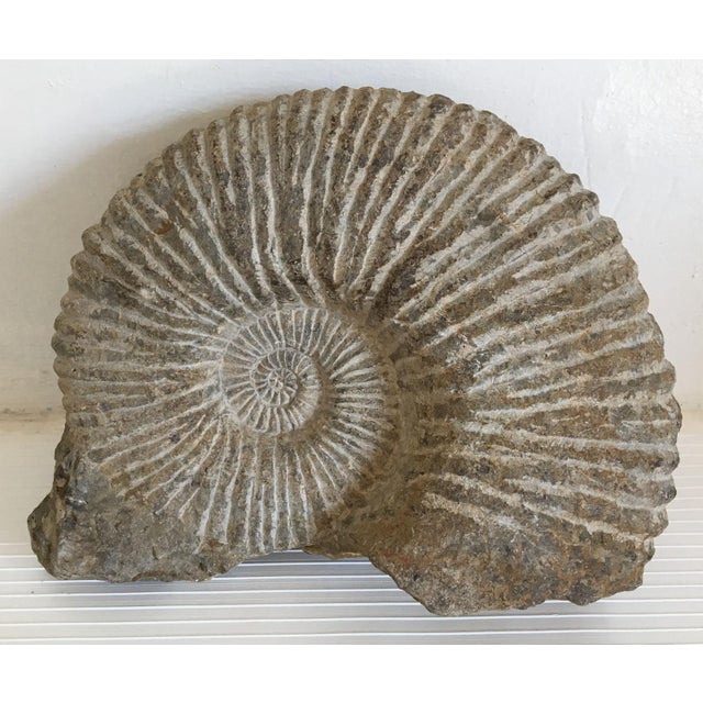 Nautilus Shell Fossil | Chairish