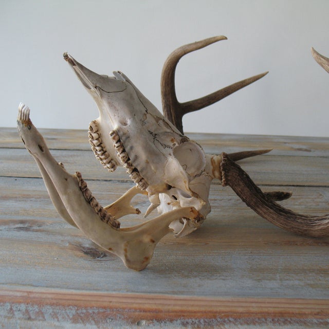Deer Skull with Antlers & Jaw Bone | Chairish