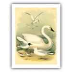 Antique 'Swan' Archival Print | Chairish
