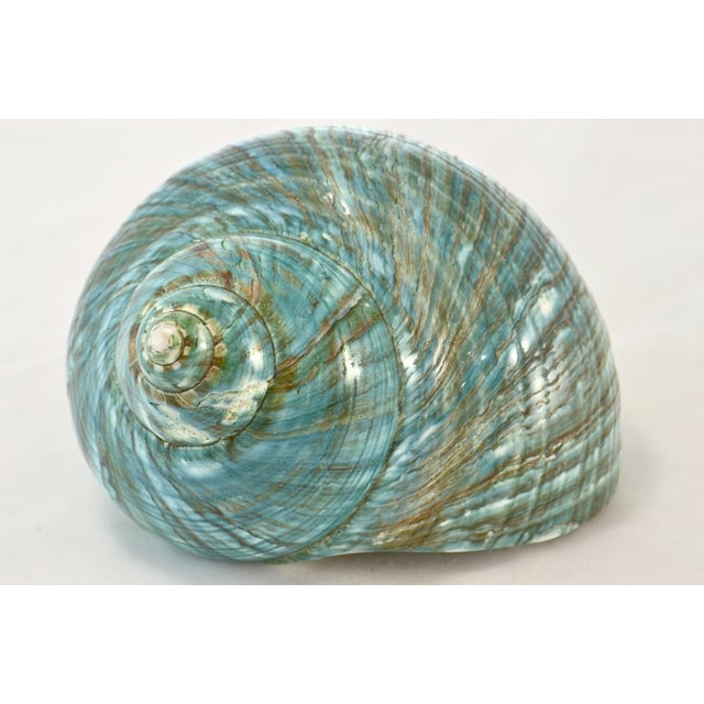 Turquoise Turbo Sea Shell | Chairish