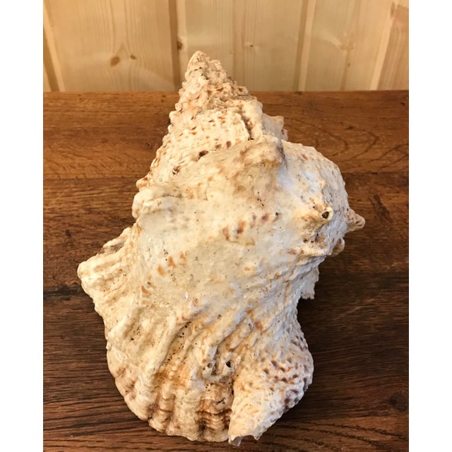 Natural Conch Shell With Unusual Shape and Colors | Chairish