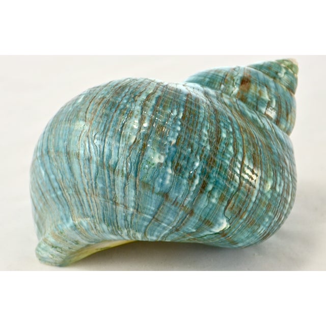 Turquoise Turbo Sea Shell | Chairish