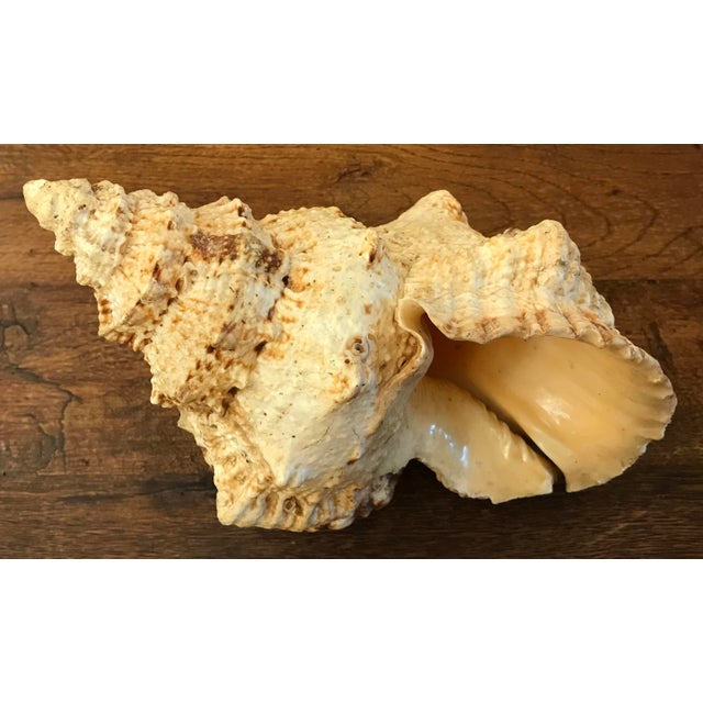 Natural Conch Shell With Unusual Shape and Colors | Chairish