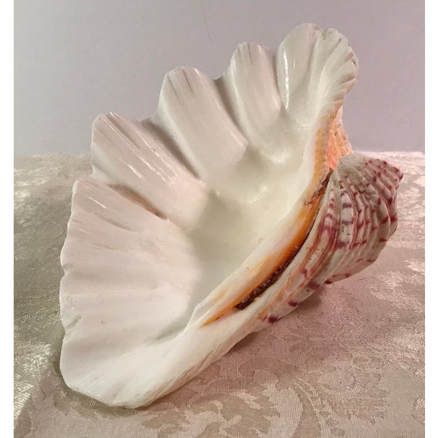 Natural White Clam Shell | Chairish