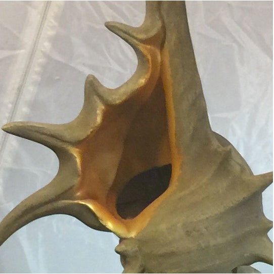 Hand-Painted Conch Shell Sculpture on Stand | Chairish