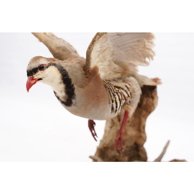 Taxidermy Bird Chukar Partridge in Flight | Chairish