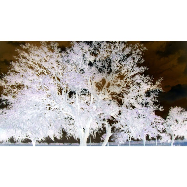 Limited Edition Wise Oak Tree II Photograph | Chairish